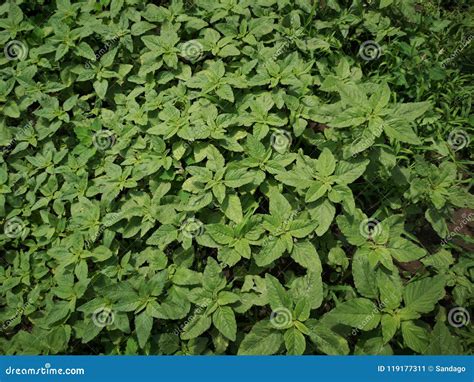 Amaranthus Retroflexus Stock Image Image Of Foliage 119177311 Amaranthus Retroflexus Stock Image Image Of Foliage 119177311
