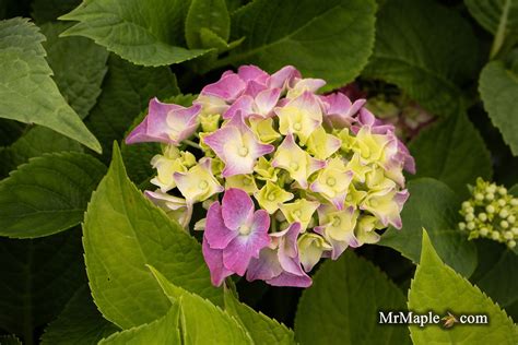 Buy Hydrangea Macrophylla Lets Dance Big Band Multicolor Blooms — Mr