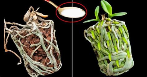 Само 1 лъжица и изсъхналата орхидея ще напълни саксията с нови зелени корени За Жената