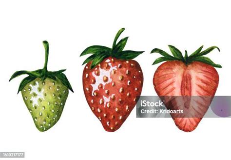 하얀 배경에 분리된 빨강과 초록색 열매가 있는 신선하고 육즙이 많은 딸기 세트 손으로 그린 수채화 음식 삽화 배경 패턴 엽서 인사말 로고 0명에 대한 스톡 벡터 아트 및