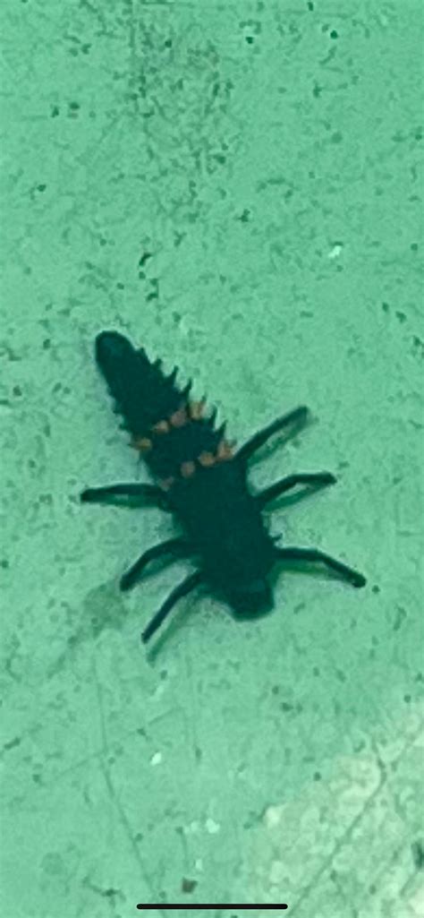 Bug Identification Melbourne R Gardeningaustralia