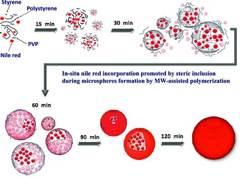 Scheme Showing Nr Incorporation During The Ps Particle Growth In Download Scientific Diagram