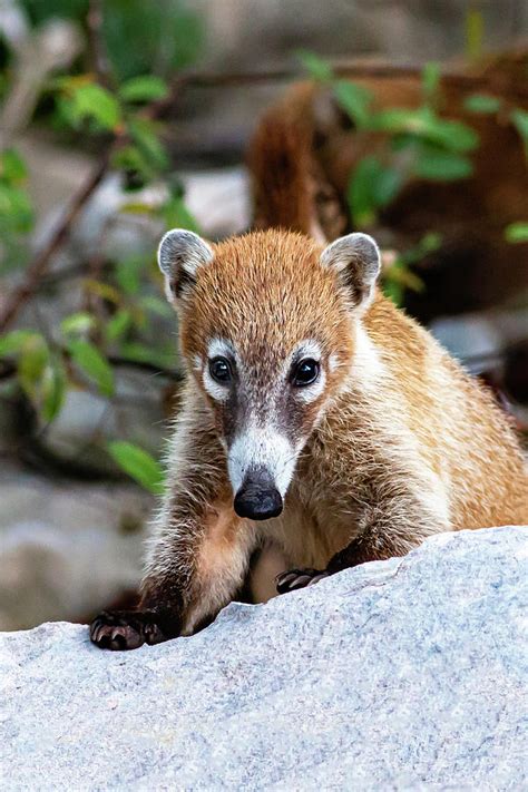 Coati Posing Vertical Photograph By Rick Reiling Fine Art America