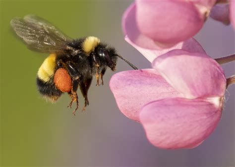 Bombus Terricola