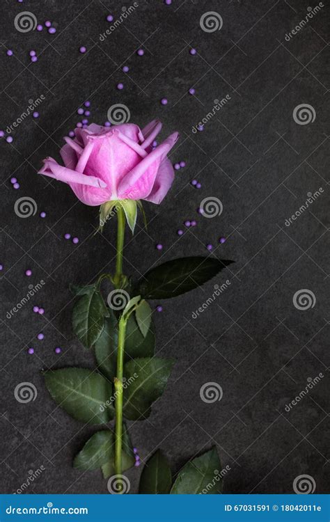 Роза пурпура на темной предпосылке взгляд сверху Стоковое Изображение изображение