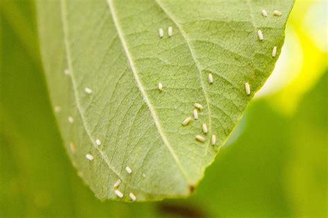 White Plant Bugs