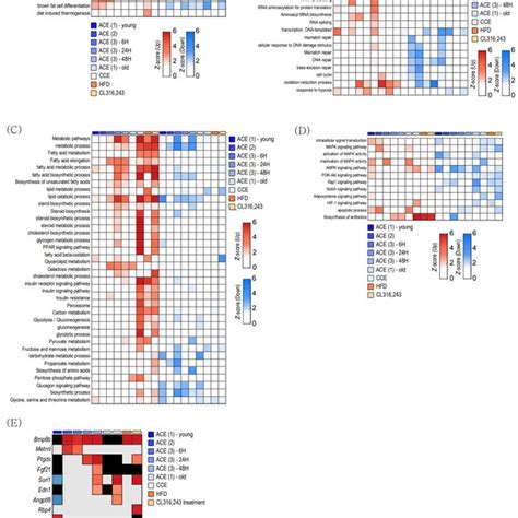 Clustered Heatmap Of Functional Enrichment Analysis A Pathways