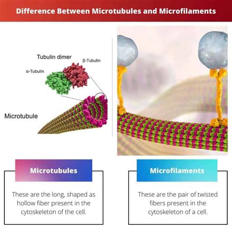 Microtubules Vs Microfilaments Difference And Comparison