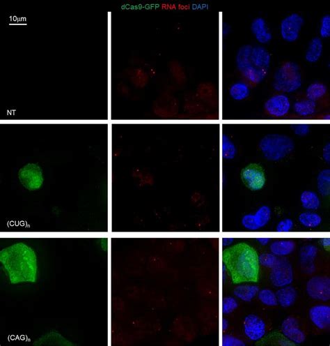 Figure S1 Effects Of Transient Expression Of Dcas9 And Repeat Download Scientific Diagram