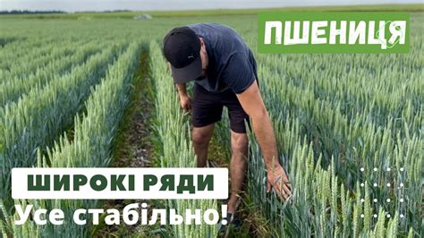 Широкорядний посів пшениці у фермерському господарстві Бондарчук - YouTube