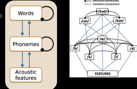 Lecture Cognitive Models The Neural Basis Of Speech Perception Flashcards Quizlet