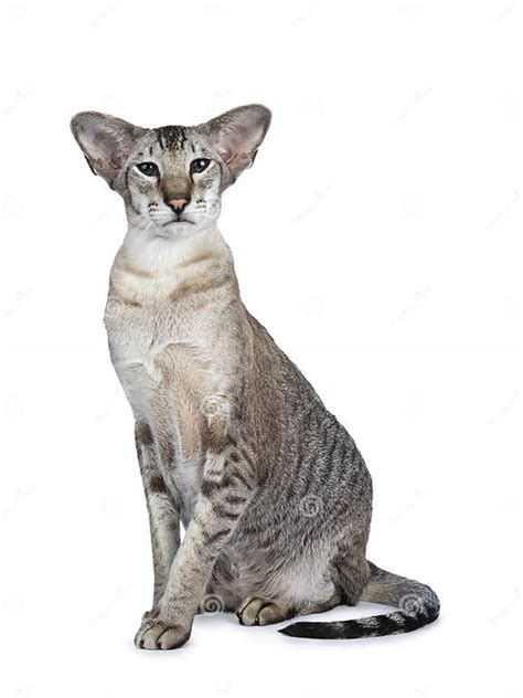 Gato Adulto Masculino Del Gato Atigrado Siamés Hermoso En El Fondo