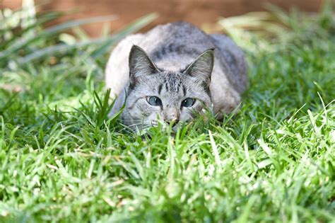 Shes Got The Look 😻 R Supermodelcats