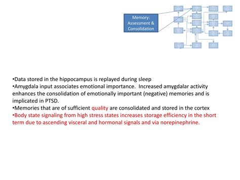 ppt slackers guide limbic memory prefrontal cortex v2 powerpoint