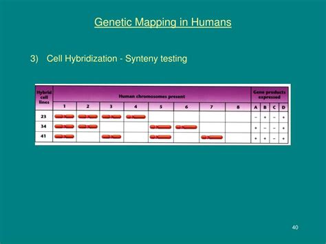 PPT Genetic Mapping PowerPoint Presentation Free Download ID