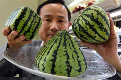 Genetically Modified Watermelon