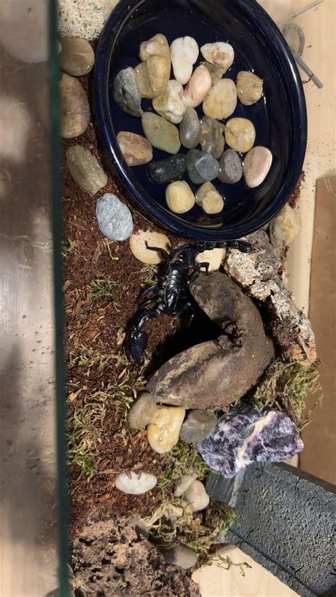 Helping Sex As Well As Making Sure The Enclosure Looks Good R Scorpions