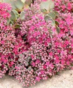 Sedum Care And Growing Guide How To Grow Stonecrops Gardeningetc