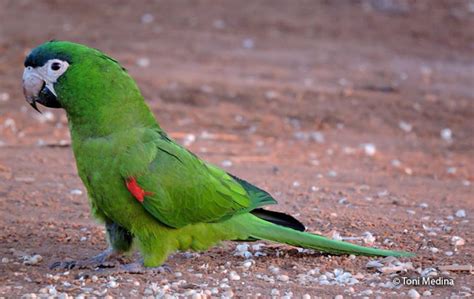 Red Shouldered Macaw