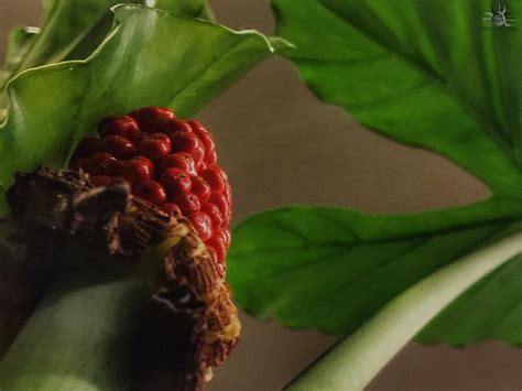 환 영 합 니 다 굿 미 드 나 잇🌵🐉™🔛🍇® 전기자극신호musician Mawc Electronics