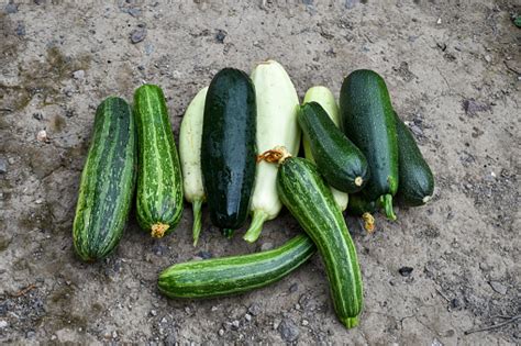 신선한 수확 야채 호박 침대에 쿠쿠르비타 페포 정원 줄거리 요리 잔디 0명에 대한 스톡 사진 및 기타 이미지 0명 건강한 식생활 계절 Istock