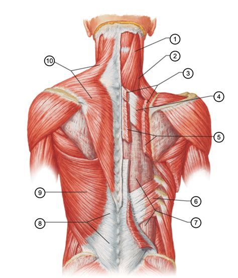 Diagram Of 2 8 Quizlet