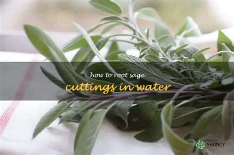 A Step By Step Guide To Rooting Sage Cuttings In Water Shuncy