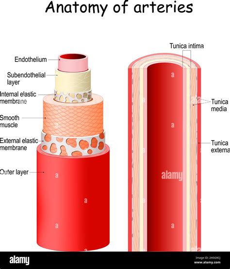 Arteries Vector Vectors Cut Out Stock Images And Pictures Alamy