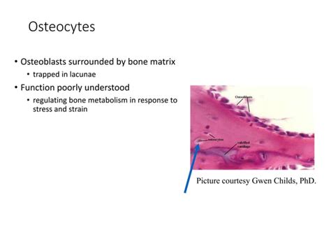1 structure and function of mss lecture 1 ppt