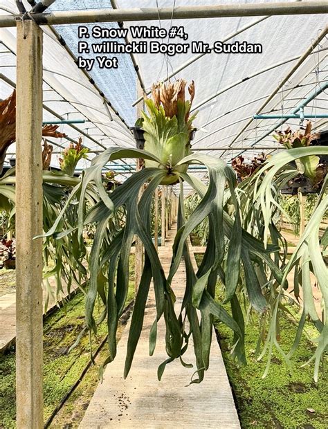 Psmow White 4 P Willinckii Bogor Mr Suddan 【artplantsplants