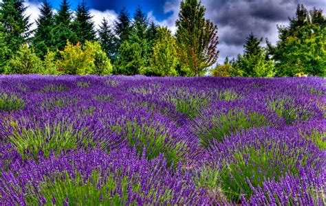 Thom Zehrfeld Photography Cool Lavender Fields