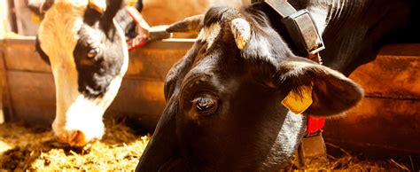 Excellence And Trust In Specialty Feed Ingredients Fami Qs