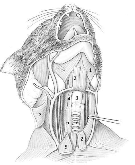 Cat Dissection In High School At Oliver Howell Price Blog