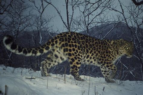 Amur Leopard Poaching