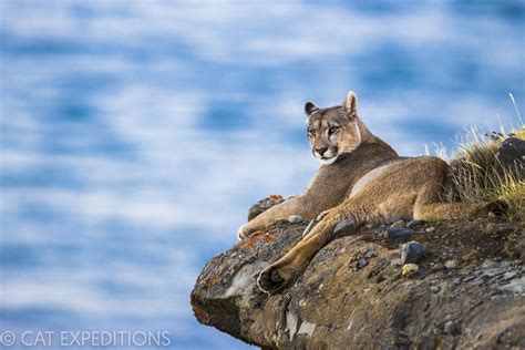 Pumas Of Patagonia Photography Tour Cat Expeditions Ethical Wild Cat Photo Tours