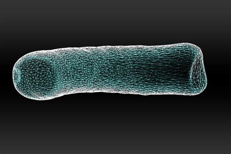 3d Model Parsnip 3d Scan High Quality Turbosquid 1747352