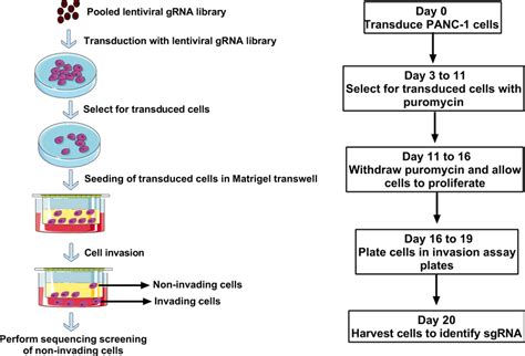 Schematic Overview Of The Crispr Screening Workflow Download Scientific Diagram
