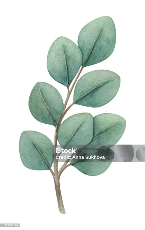 잎을 가진 유칼립투스의 Sprig의 수채화 그림 말린 꽃 단풍으로 섬세한 녹색 줄기 하얀 배경에 고립 된 시든 식물의 보호 클립 아트 손으로 그린 식물학 수채화에 대한 스톡
