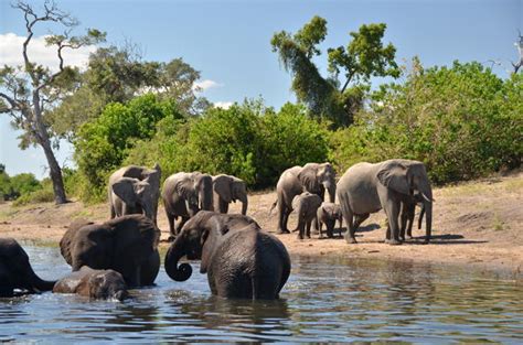 Elephants Of Chobe National Park Chobe Wildlife Guide