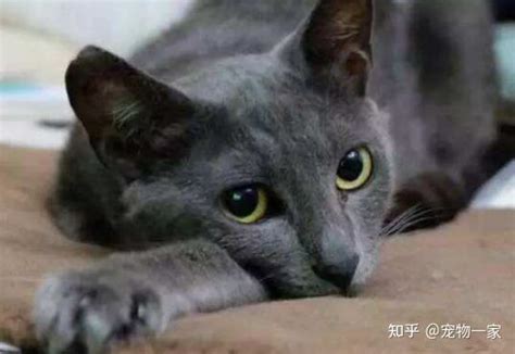 盘点公认通人性的5种猫 知乎