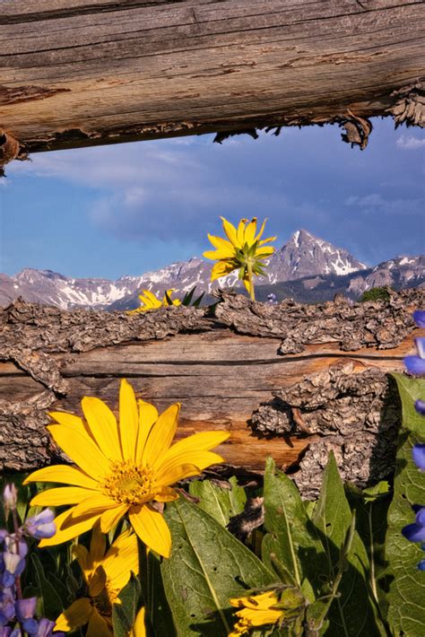 Wildflowers Near Ridgway Colorado Lars Leber Photography