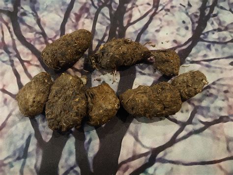 Wild Barn Owl Pellets Dried Etsy