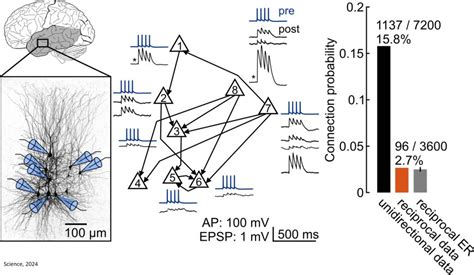 Wiring Of The Human Neocortex Sciencemission
