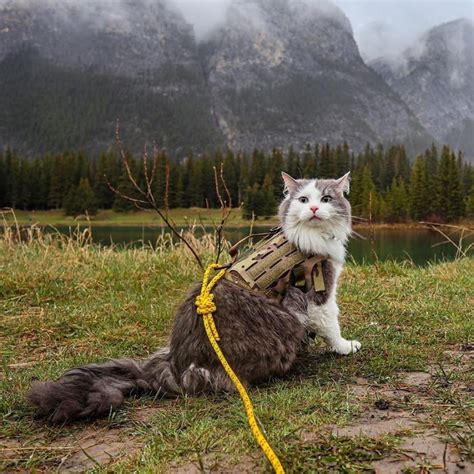 This Is Gary The Meowntaineering Rescue Cat And His Adventures Are