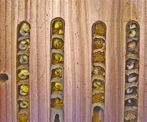 Solitary Bee Be E Innovative