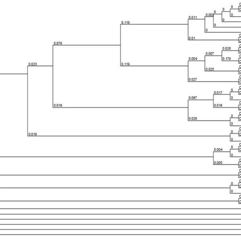 Phylogenetic Tree Showing The Relationships Of Bacterial Species N