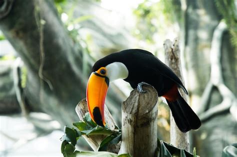 Premium Photo Toucan Sits On A Tree Branch