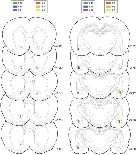 Of Diffusion Spread Of Retrograde Tracers In The Nacc Left And The