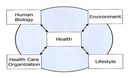 Lecture 8 Introduction To Social Determinants Of Health Flashcards Quizlet