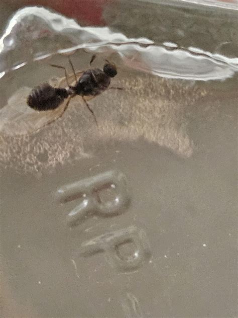 Ant Identification Rant